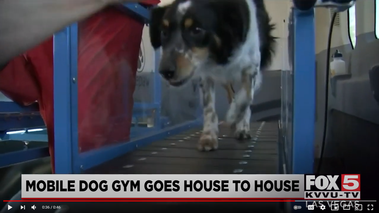 RUN DAWG Mobile Dog Gym